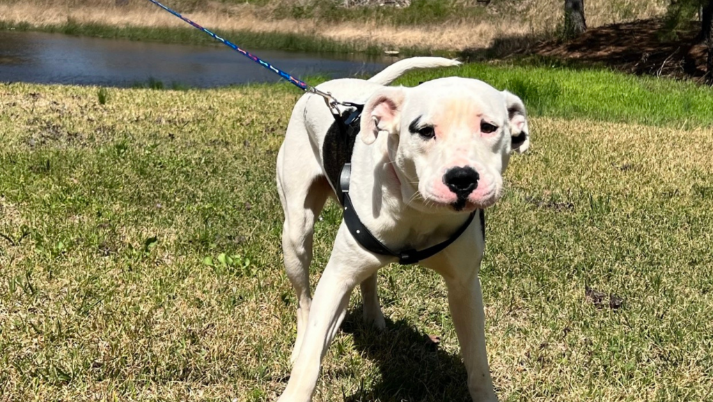 'Living his best life’: Catching up with Cosmo, the star of Ground Dog ...